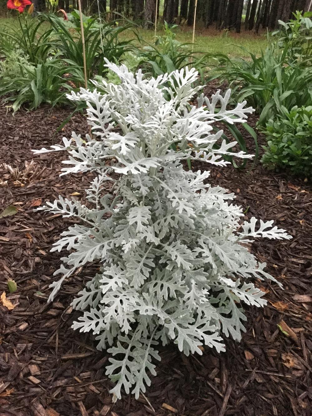 Photo of the entire plant of Dusty Miller (Jacobaea maritima 'Silver ...