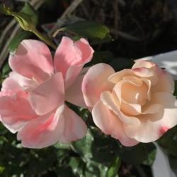 Rose (Rosa 'Fire Opal') in the Roses Database - Garden.org