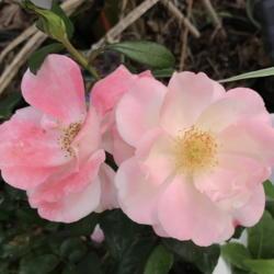 Rose (Rosa 'Fire Opal') in the Roses Database - Garden.org