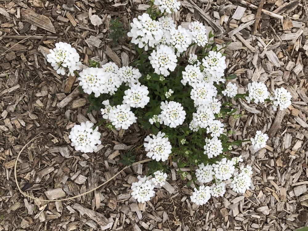 Photo of the entire plant of Evergreen Candytuft (Iberis sempervirens ...