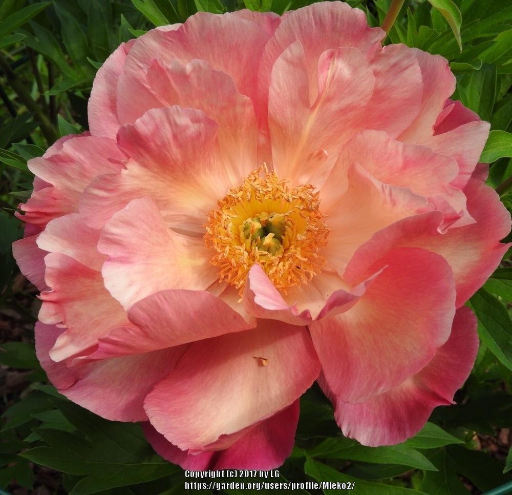 Itoh Peonies 2017 in the Peonies forum - Garden.org