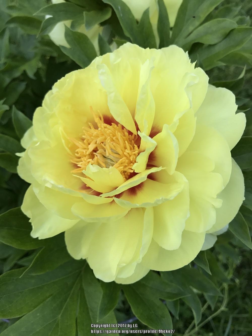 Itoh Peonies 2017 in the Peonies forum - Garden.org