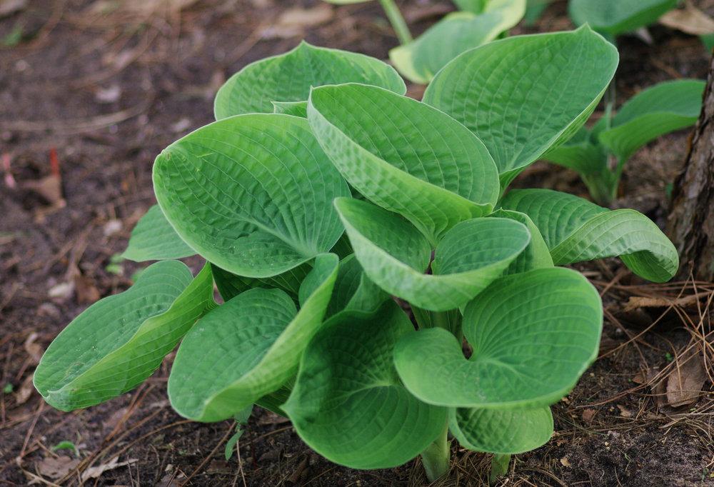 Hosta 'Sugar Snap' in the Hostas Database - Garden.org
