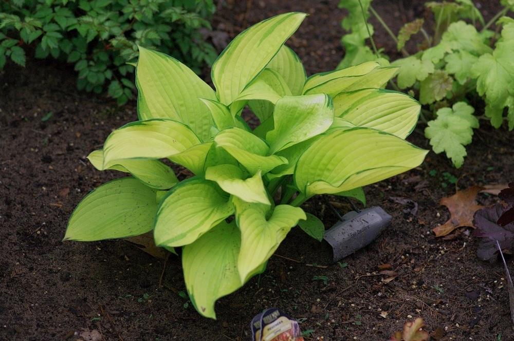 Hosta 'Eye Declare' in the Hostas Database - Garden.org