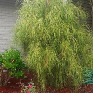Western Red Cedar (Thuja plicata 'Whipcord') in the Arborvitaes ...