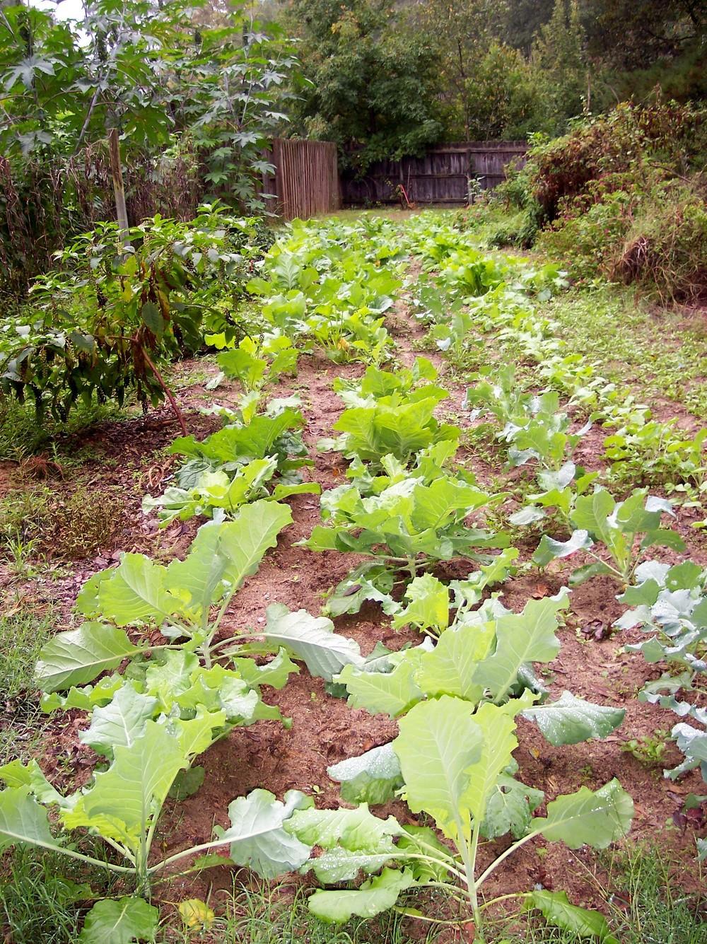 Collards (Brassica oleracea 'Yellow Cabbage') in the Brassicas Database ...