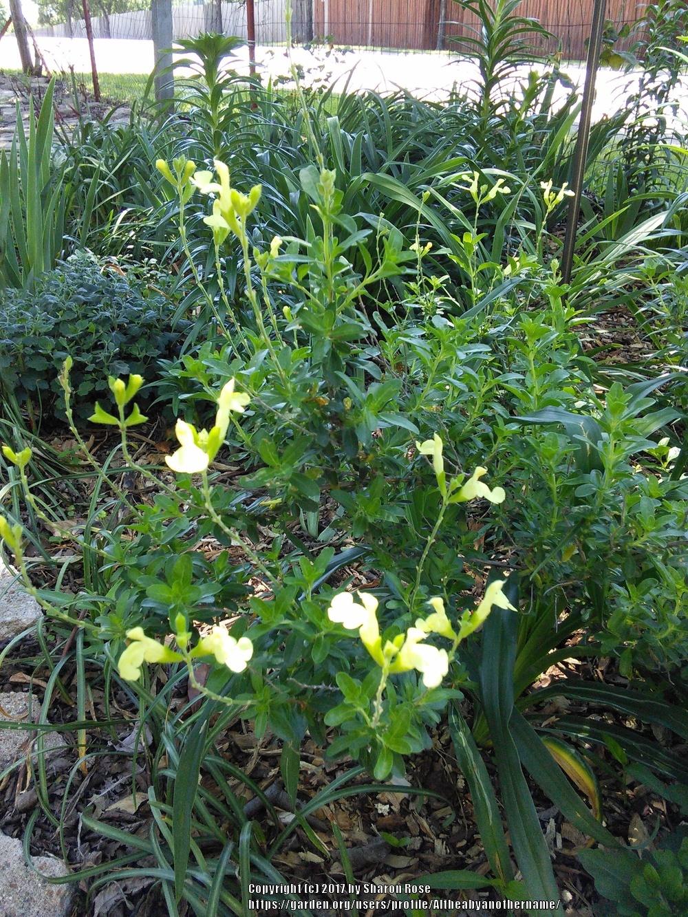 Autumn Sage (Salvia greggii 'Lemon Light') in the Salvias Database ...