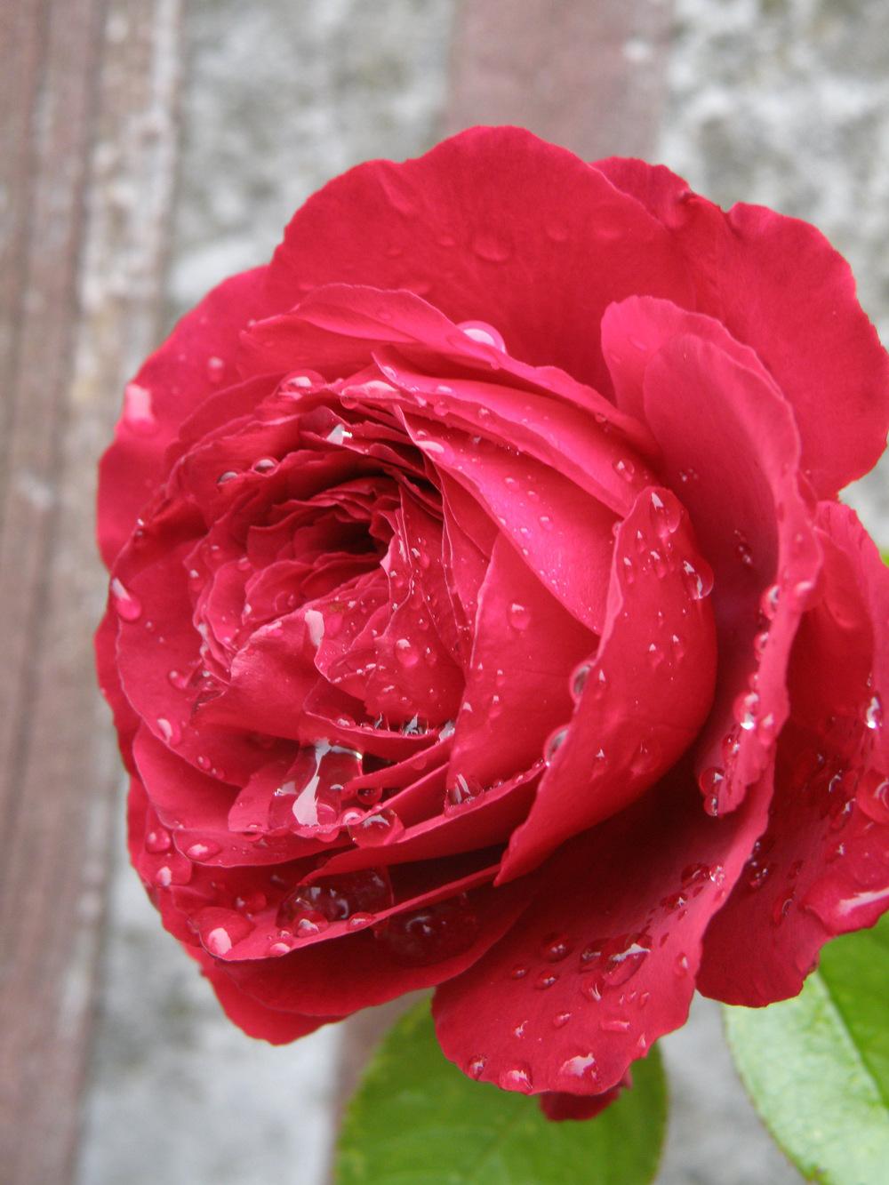 Photo of the bloom of Rose (Rosa 'Grand Award') posted by IrisLilli ...