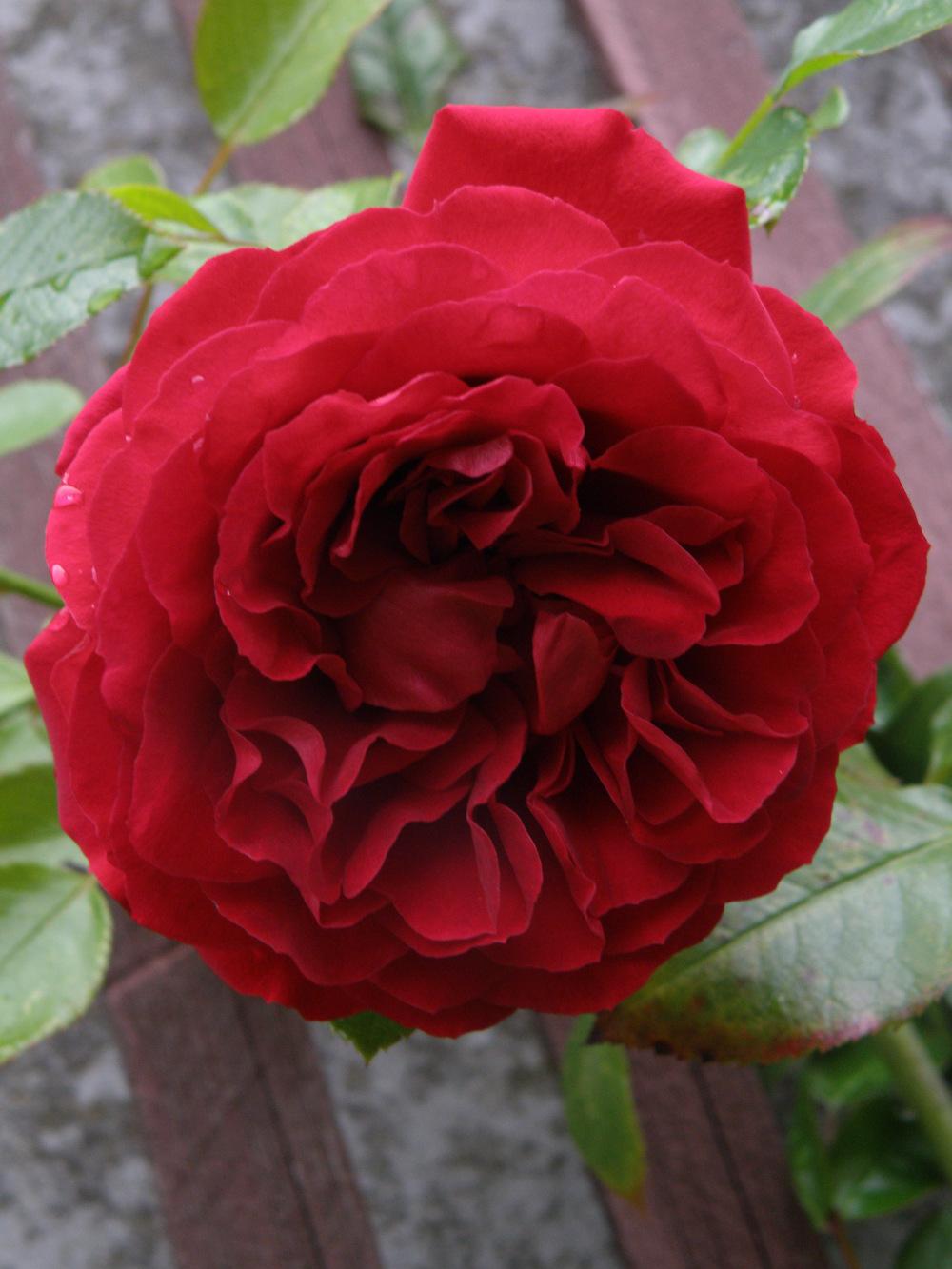 Photo of the bloom of Rose (Rosa 'Grand Award') posted by IrisLilli ...
