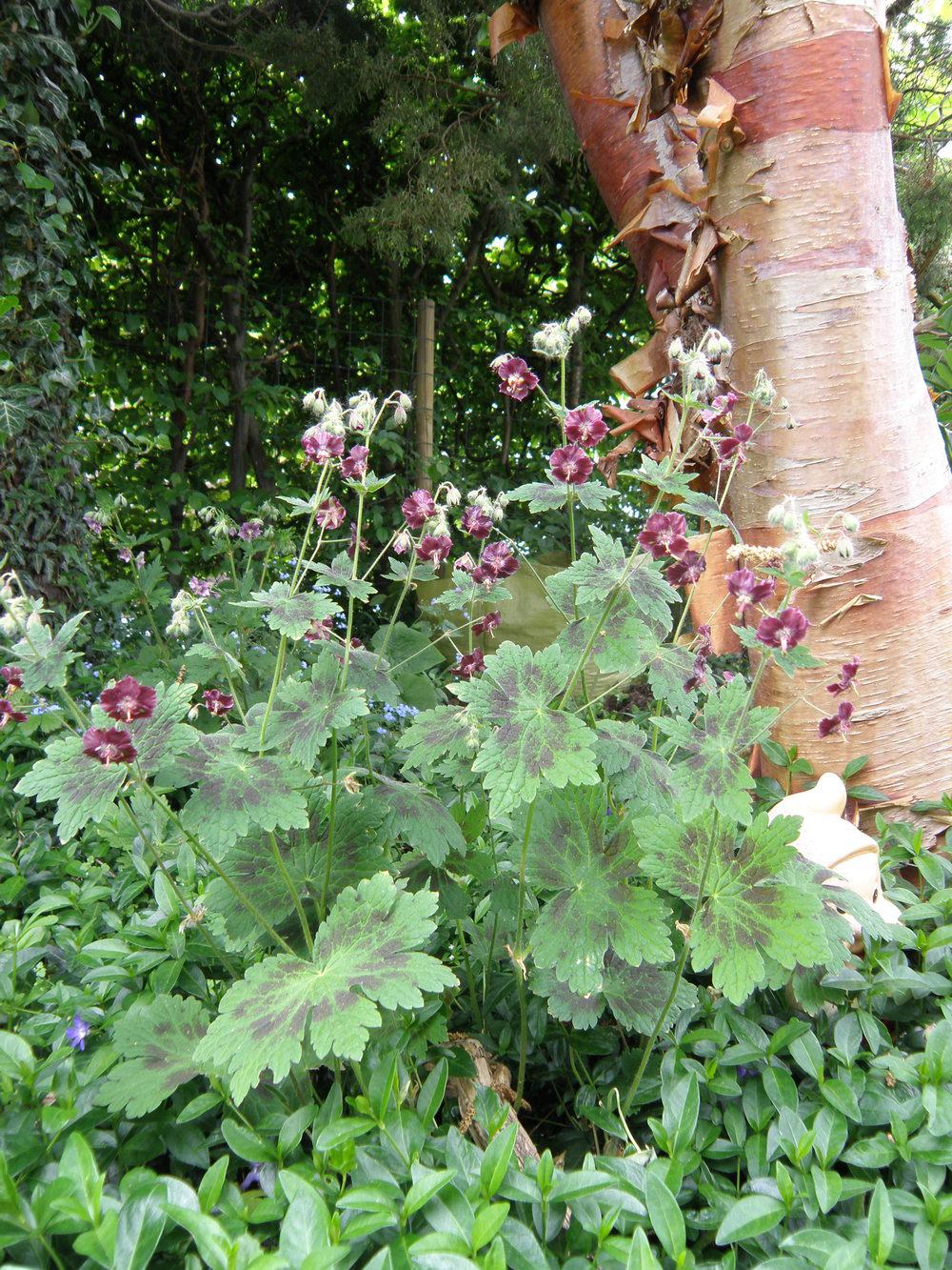 Photo of the entire plant of Dusky Cranesbill (Geranium phaeum 'Samobor ...