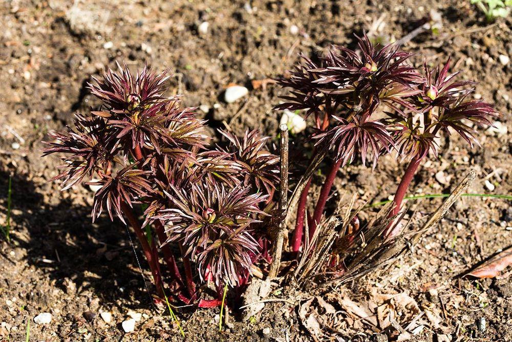 Photo of the emerging growth of Hybrid Fern Leaf Peony (Paeonia 'Early ...
