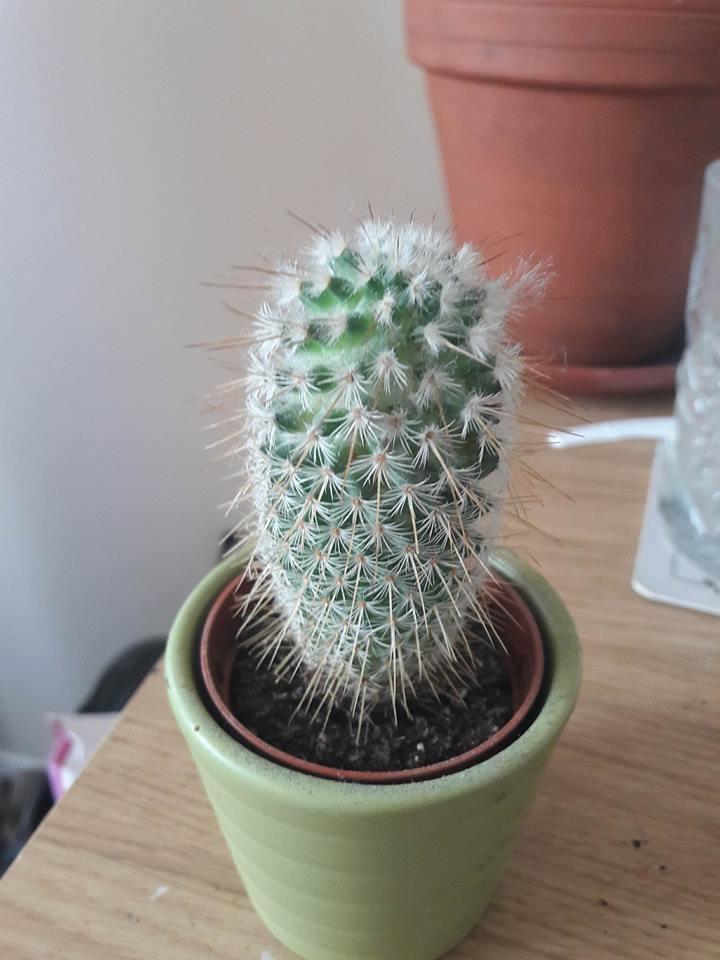 Help Identifying Cactus in the Plant ID forum - Garden.org