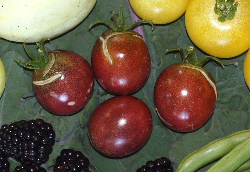 Tomato (Solanum lycopersicum 'Haley's Purple Comet') in the Tomatoes ...