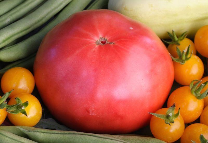 Tomato (Solanum lycopersicum 'Mrs. Benson') in the Tomatoes Database ...