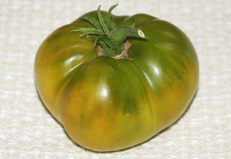 Tomato (Solanum lycopersicum 'Green Pineapple') in the Tomatoes ...