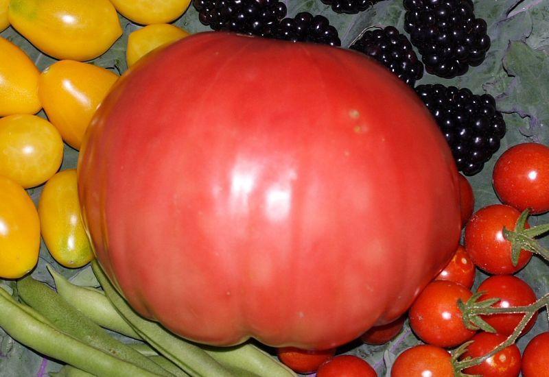 Tomato (Solanum lycopersicum 'Todd County Amish') in the Tomatoes ...
