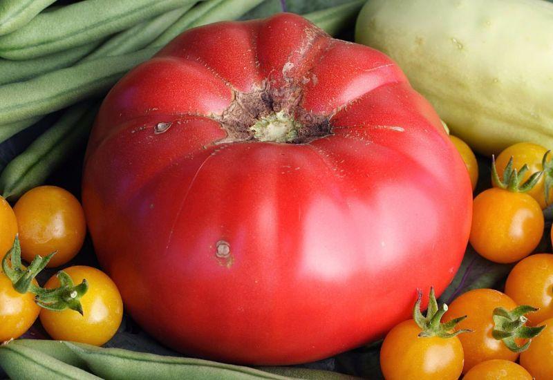 Tomato (Solanum lycopersicum 'Dr. Lyle') in the Tomatoes Database ...