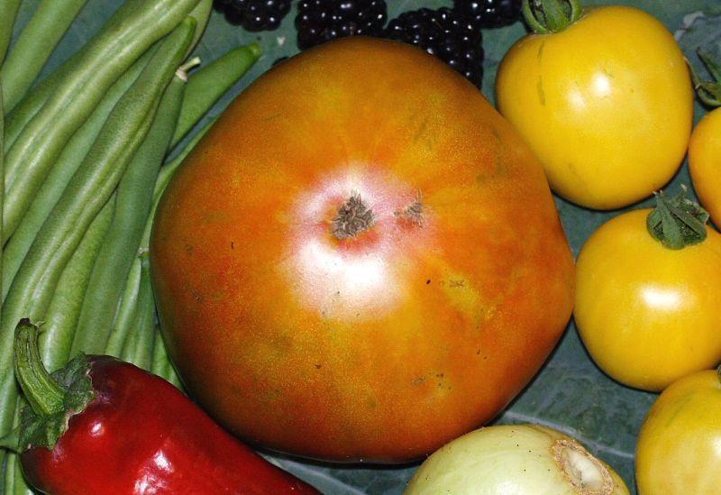 Tomato (Solanum lycopersicum 'Everett's Rusty Oxheart') in the Tomatoes ...