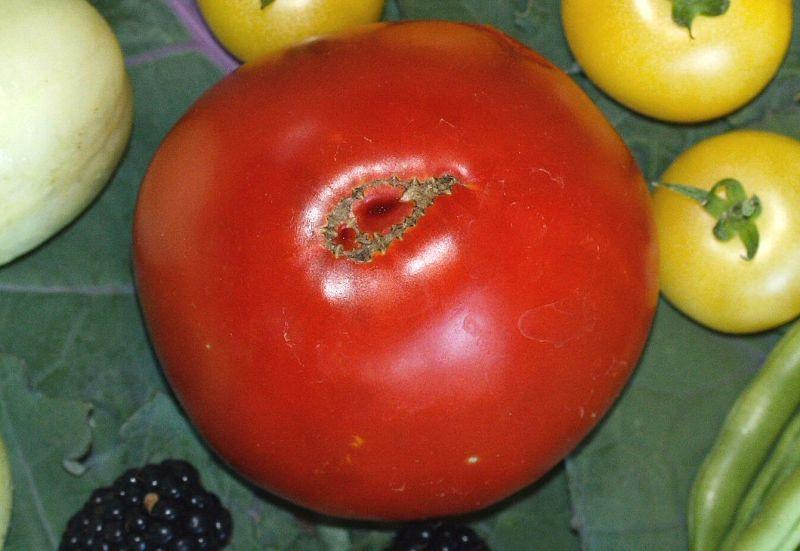 Tomato (Solanum lycopersicum 'Sunset's Red Horizon') in the Tomatoes ...