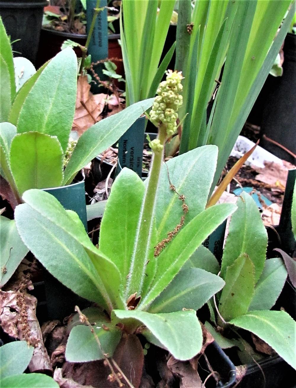 Photo of the entire plant of Eastern Swamp Saxifrage (Micranthes ...