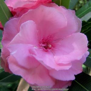 Double Pink Oleander (Nerium oleander 'Splendens') in the Oleanders ...