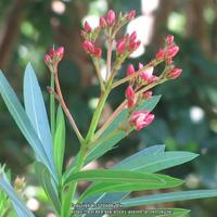 Double Pink Oleander (Nerium oleander 'Splendens') in the Oleanders ...