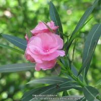 Double Pink Oleander (Nerium oleander 'Splendens') in the Oleanders ...