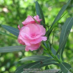 Double Pink Oleander (Nerium oleander 'Splendens') in the Oleanders ...
