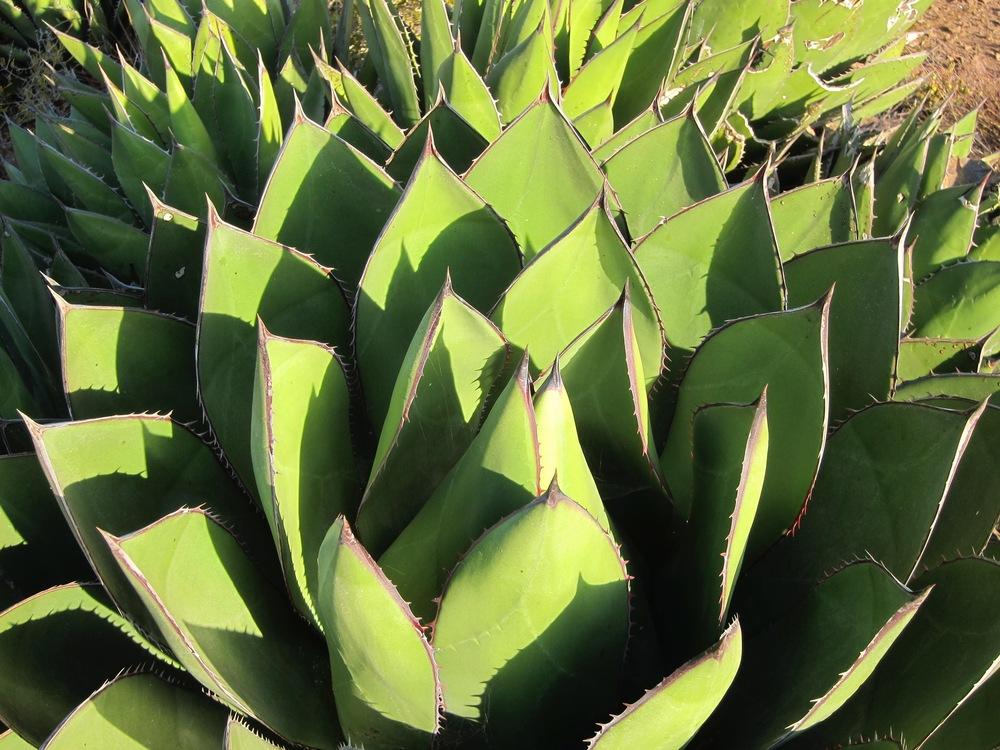 Photo of the habitat view of Shaw's Agave (Agave shawii) posted by Baja ...
