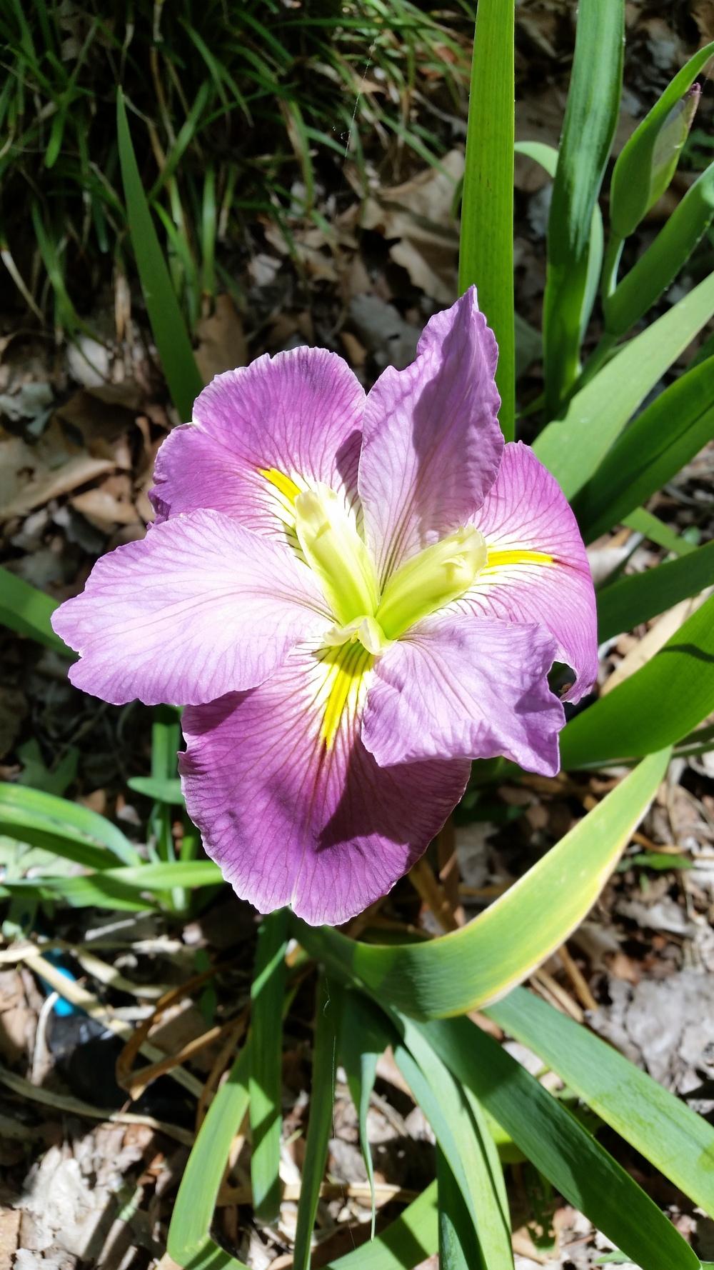 Louisiana Flags in Plant Combination #6126 - Garden.org