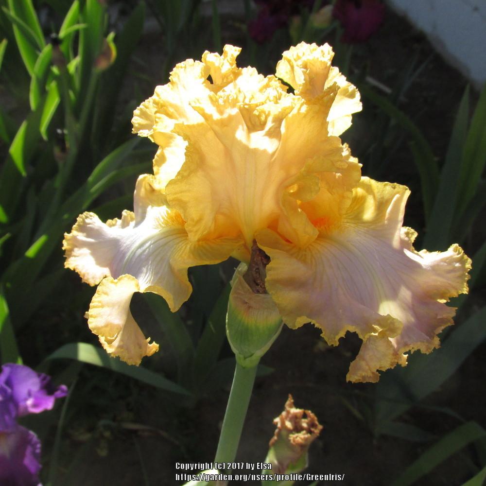 Photo of the bloom of Tall Bearded Iris (Iris 'Easter Lace') posted by ...