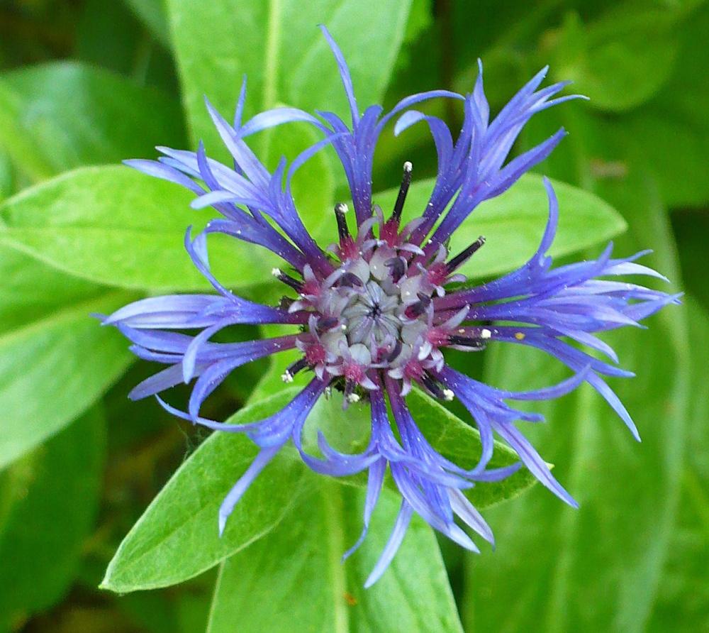 Photo of the bloom of Mountain Cornflower (Centaurea montana) posted by ...