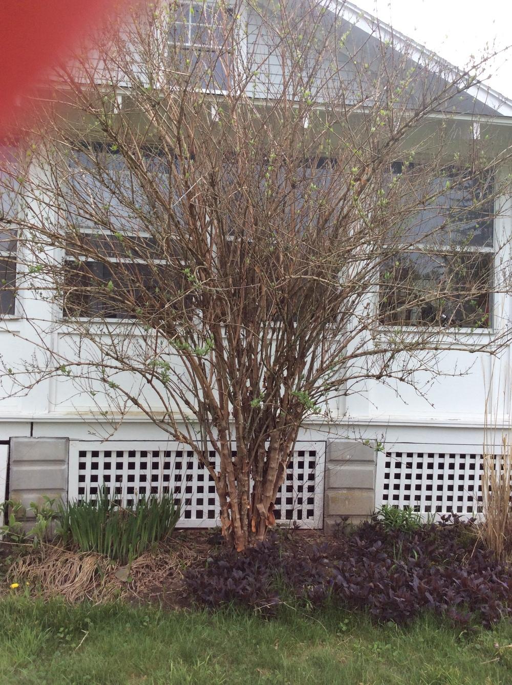 Multi-trunk small tree with spring white flowers? in the Plant ID forum ...