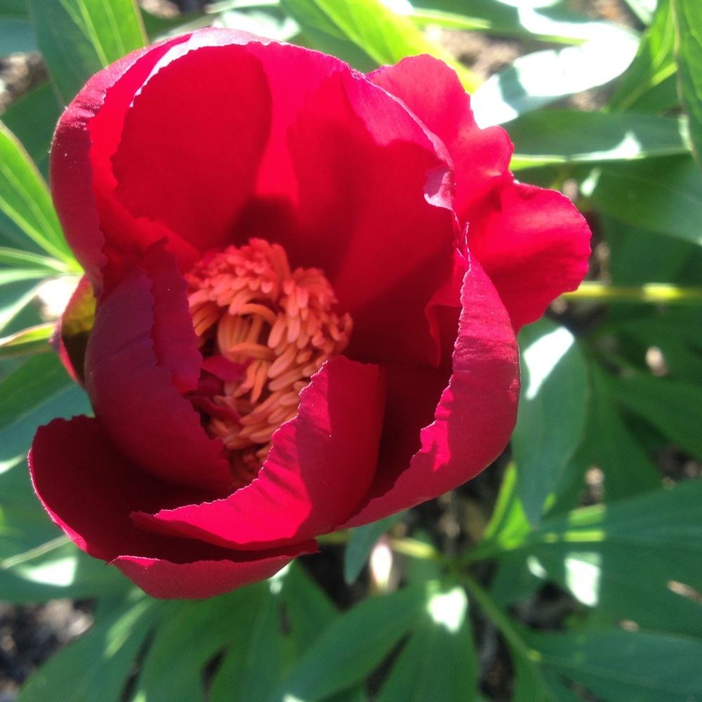 Photo of the bloom of Hybrid Fern Leaf Peony (Paeonia 'Early Scout ...