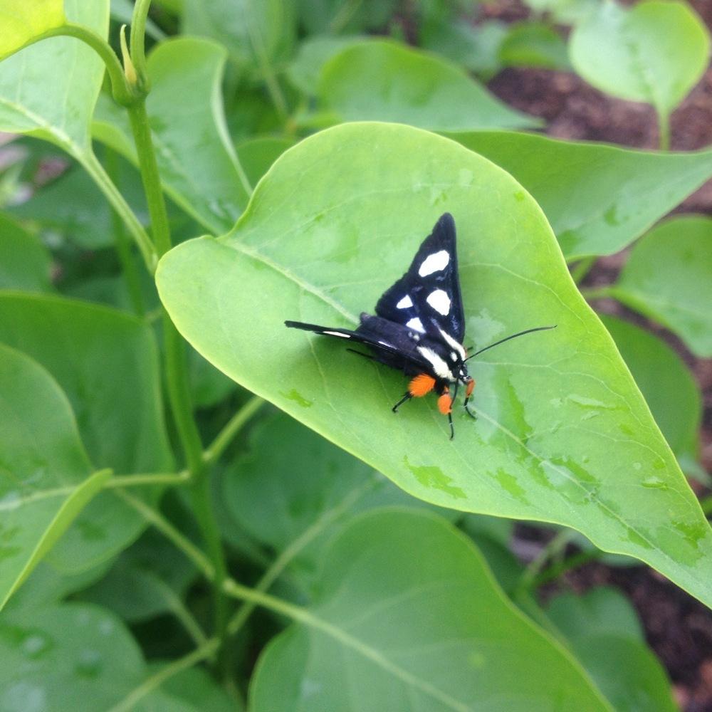 Resting on a lilac leaf in the Insect and Bug ID forum - Garden.org