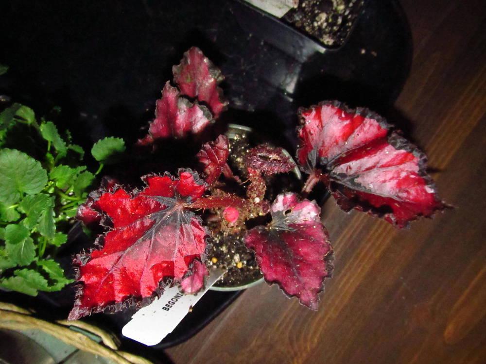 Photo of the seedling or young plant of Begonia 'Harmony's Red Robin II ...