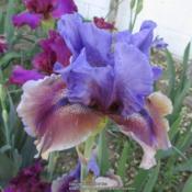 Photo of the bloom of Tall Bearded Iris (Iris 'Comic Opera') posted by ...