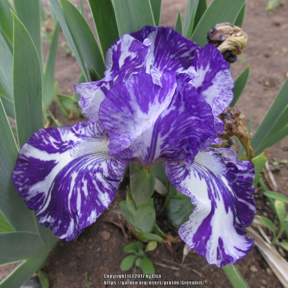 Species X Iris (Iris 'Alpha Gnu') in the Irises Database - Garden.org