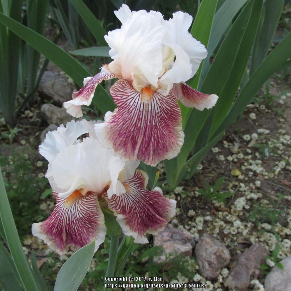 Photo of the bloom of Tall Bearded Iris (Iris 'Candy Cane Cutie ...