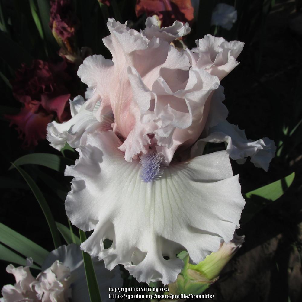 Tall Bearded Iris (Iris 'Beauty Within') in the Irises Database ...