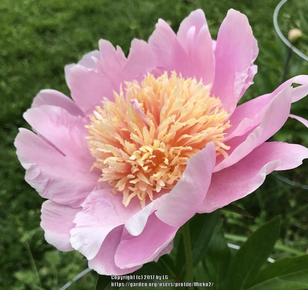 Peonies: Plant Care and Collection of Varieties - Garden.org