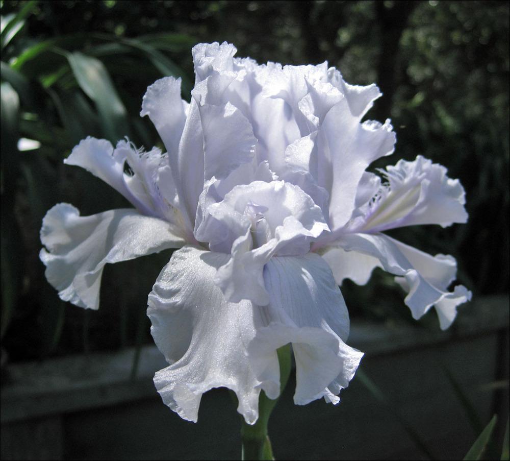 Tall Bearded Iris (Iris 'White Extra') in the Irises Database - Garden.org