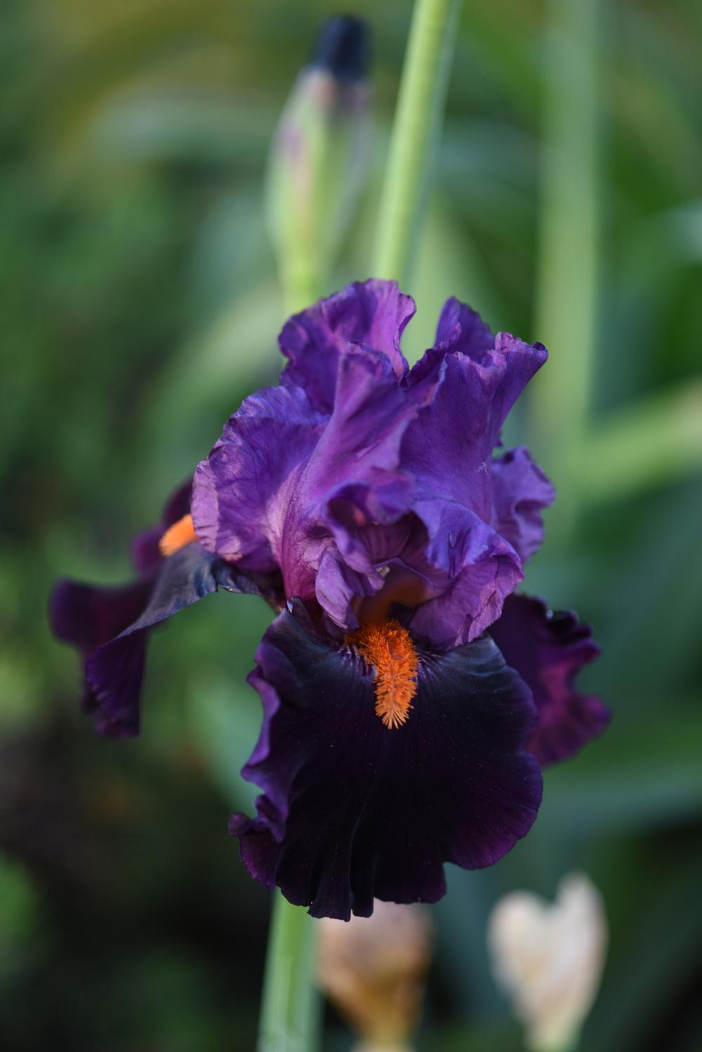 Photo of the bloom of Iris 'Sharp Dressed Man' posted by cliftoncat ...