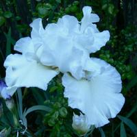 Photo of the bloom of Tall Bearded Iris (Iris 'Battlestar Atlantis') posted by janwax - Garden.org