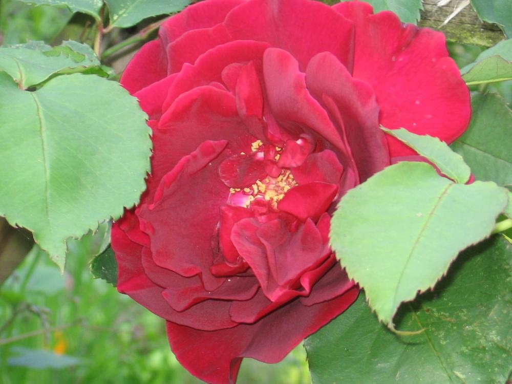 Climbing Hybrid Tea Rose (Rosa 'Etoile de Hollande, Cl.') in the Roses ...