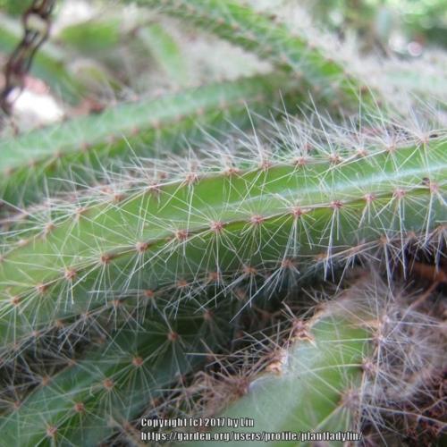 Dog-Tail Cactus (Deamia testudo) - Garden.org