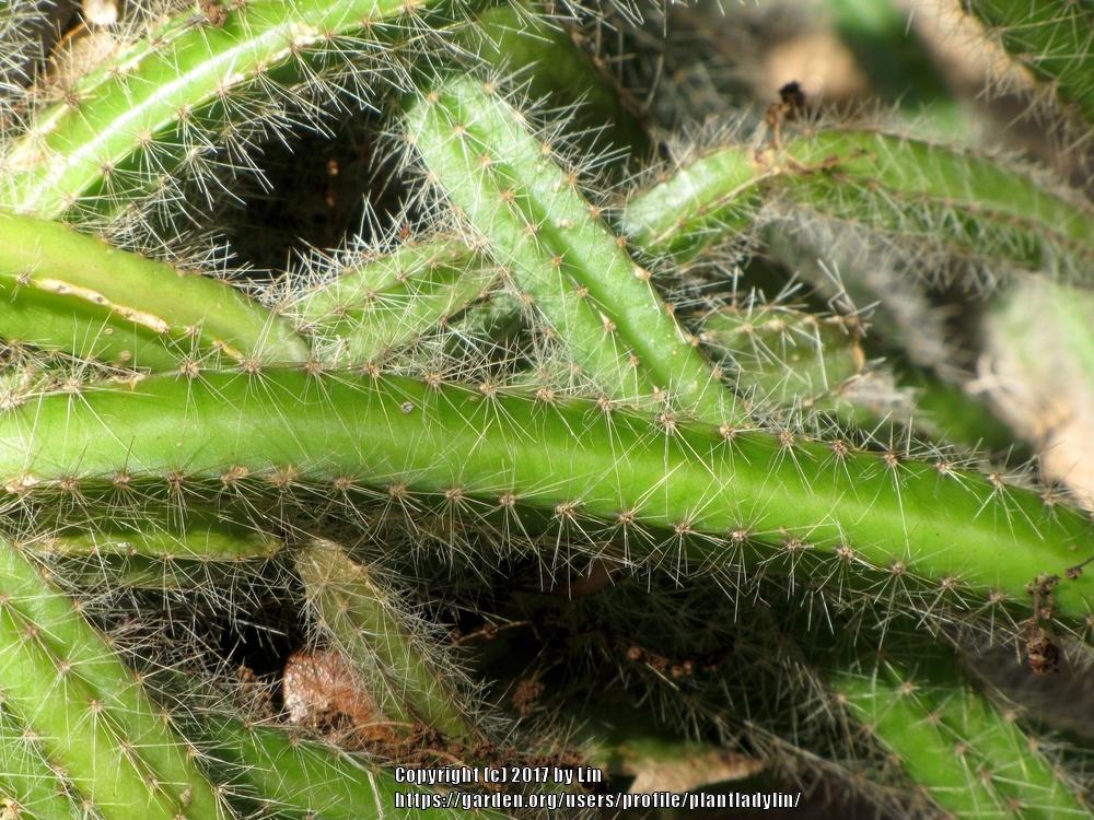 Photo of the thorns, spines, prickles or teeth of Dog-Tail Cactus ...