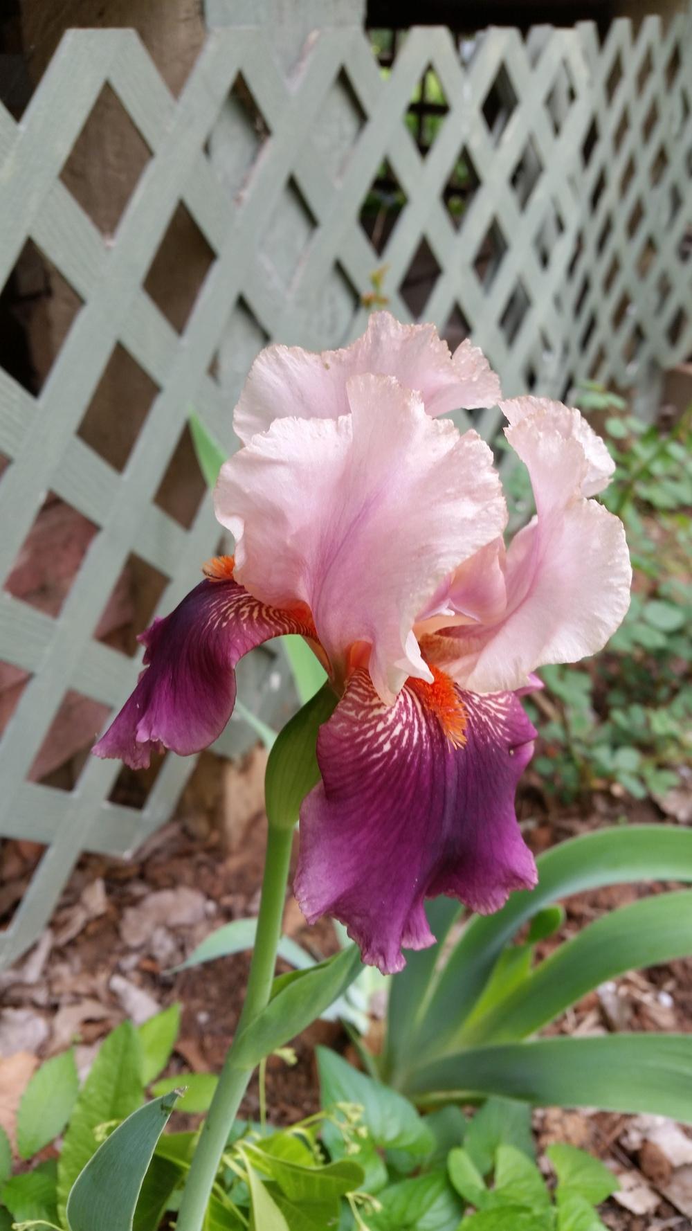 Photo of the bloom of Tall Bearded Iris (Iris 'Color Splash') posted by ...