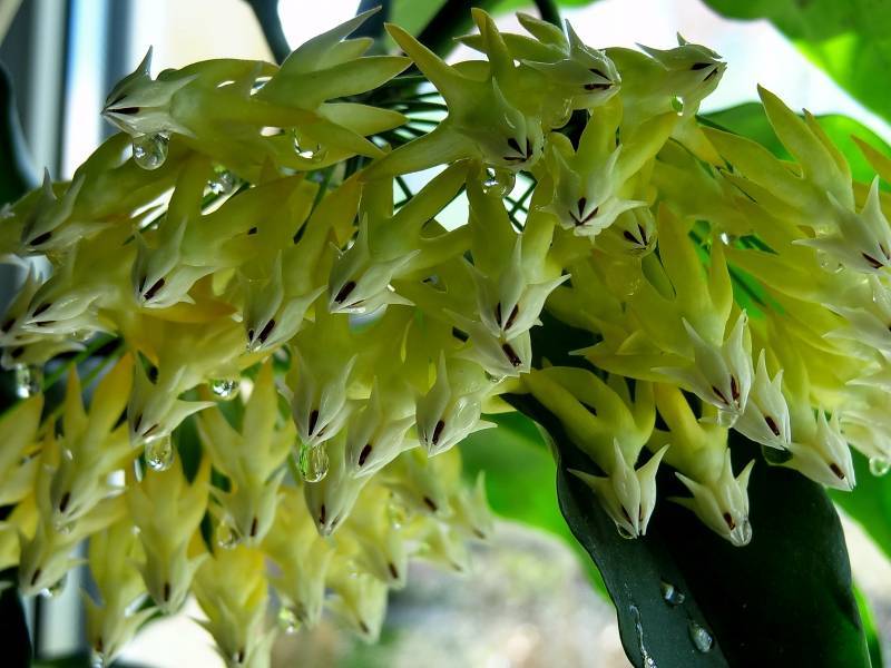 Photo of the bloom of Shooting Star Hoya (Hoya multiflora) posted by ...