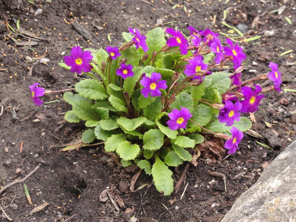 Photo of the entire plant of Juliana Primrose (Primula 'Wanda') posted ...